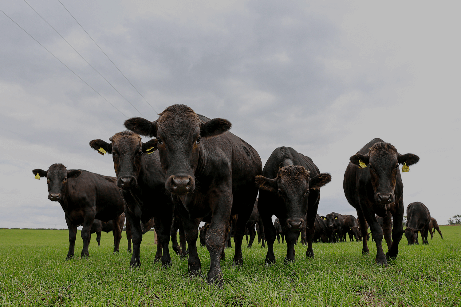 HG Walter | The UK's Best Online Butcher | Delivering Premium Meat