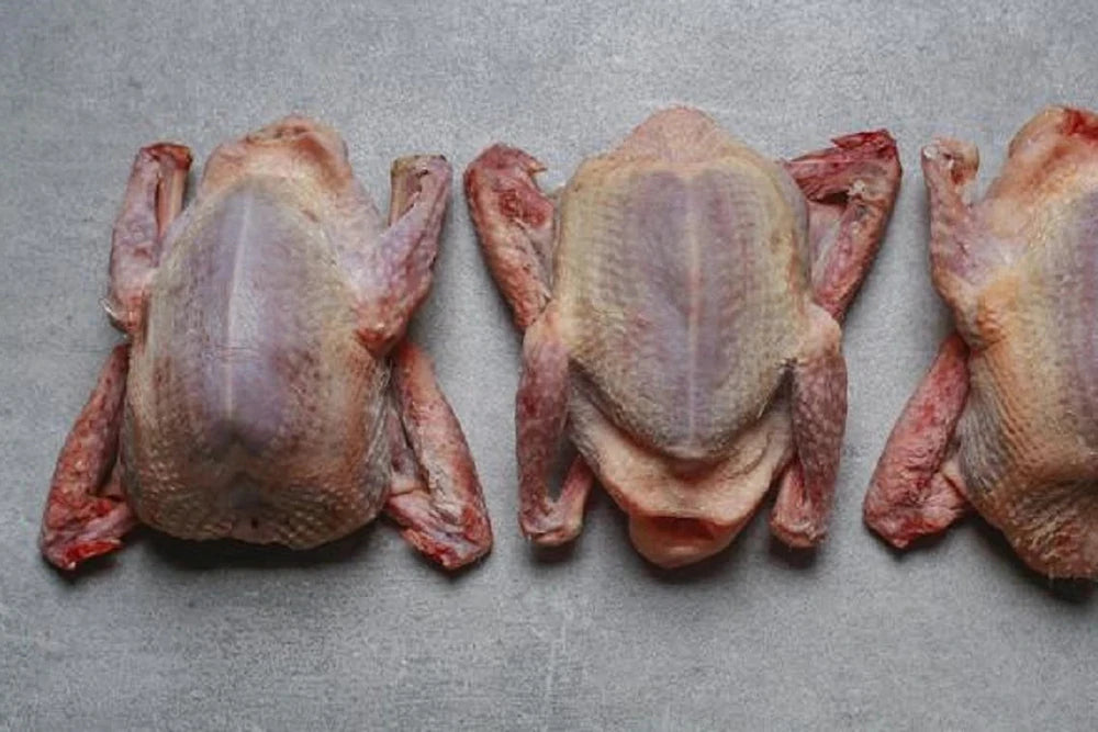 Buy Fresh Squab Pigeons Online | HG Walter